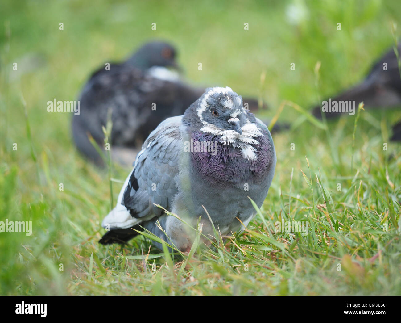 portrait of a dove Stock Photo - Alamy