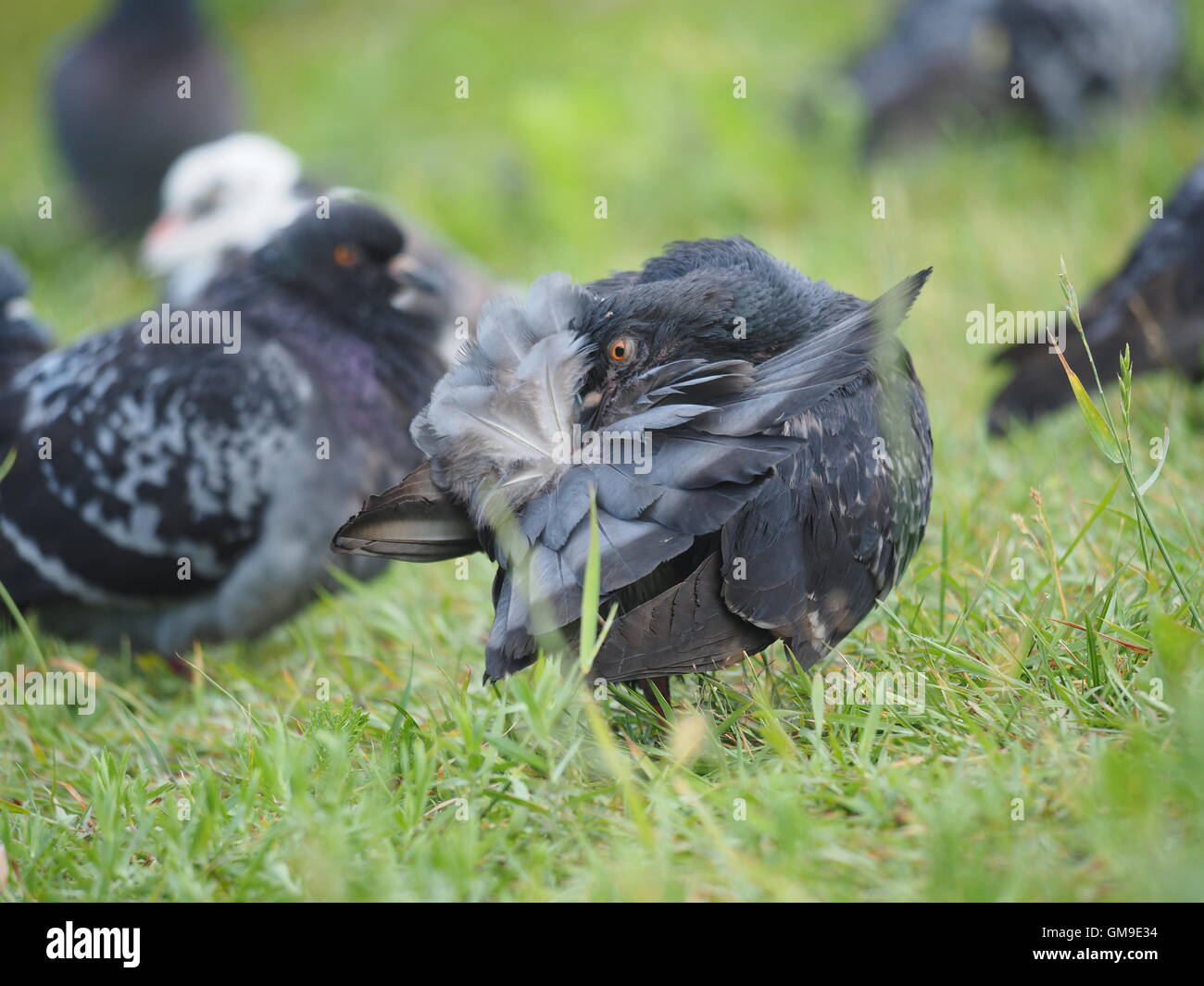 portrait of a dove Stock Photo - Alamy