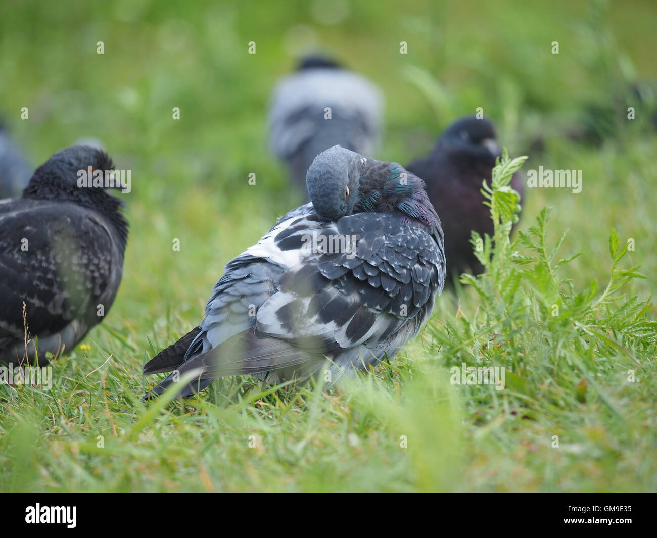 portrait of a dove Stock Photo - Alamy