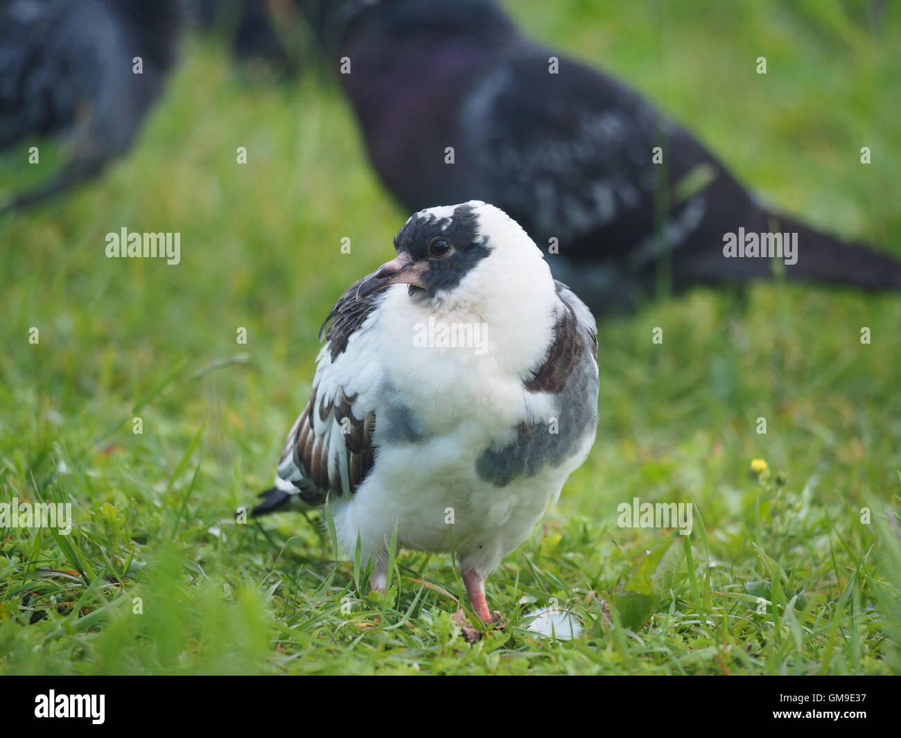 portrait of a dove Stock Photo - Alamy