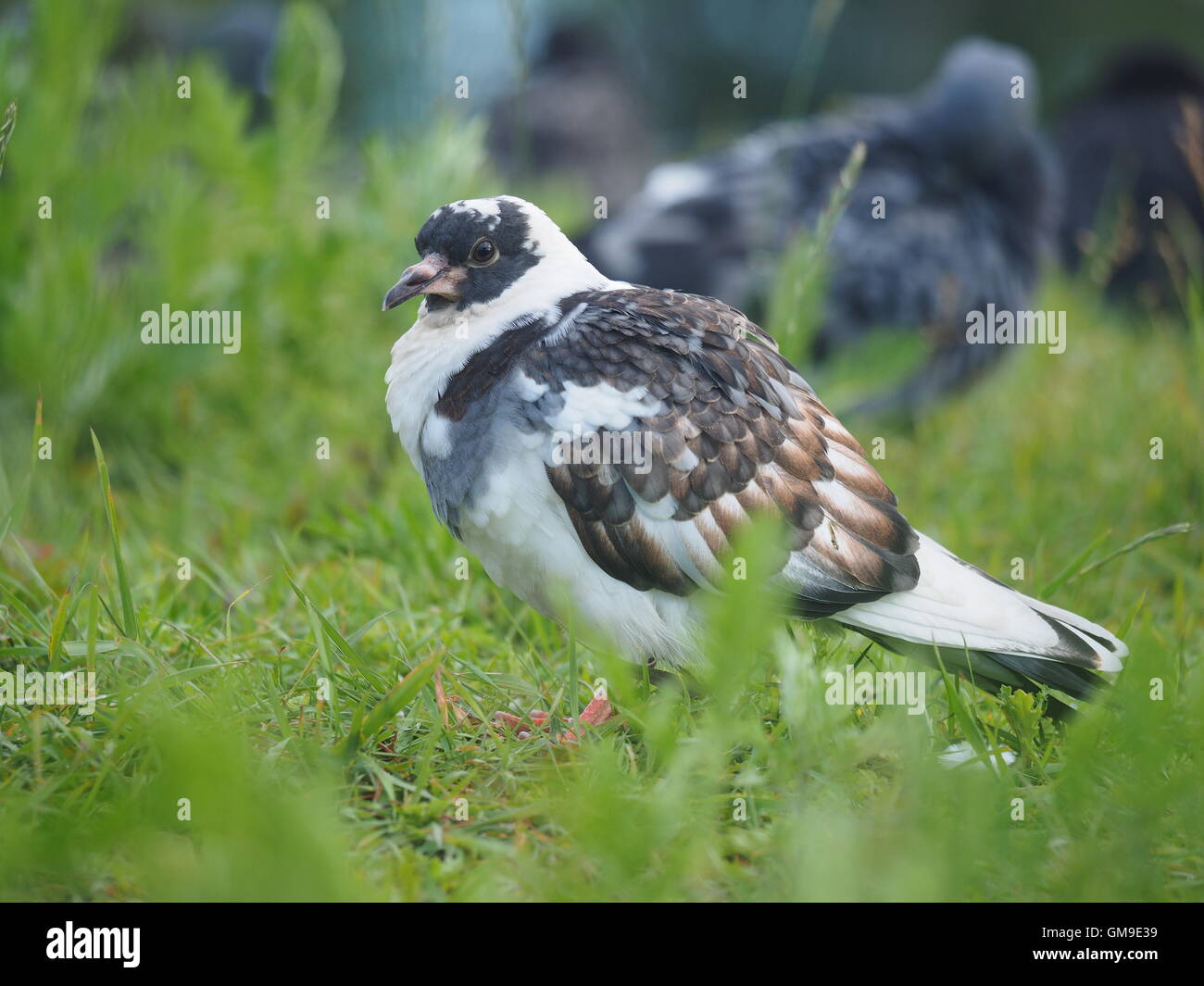 portrait of a dove Stock Photo - Alamy