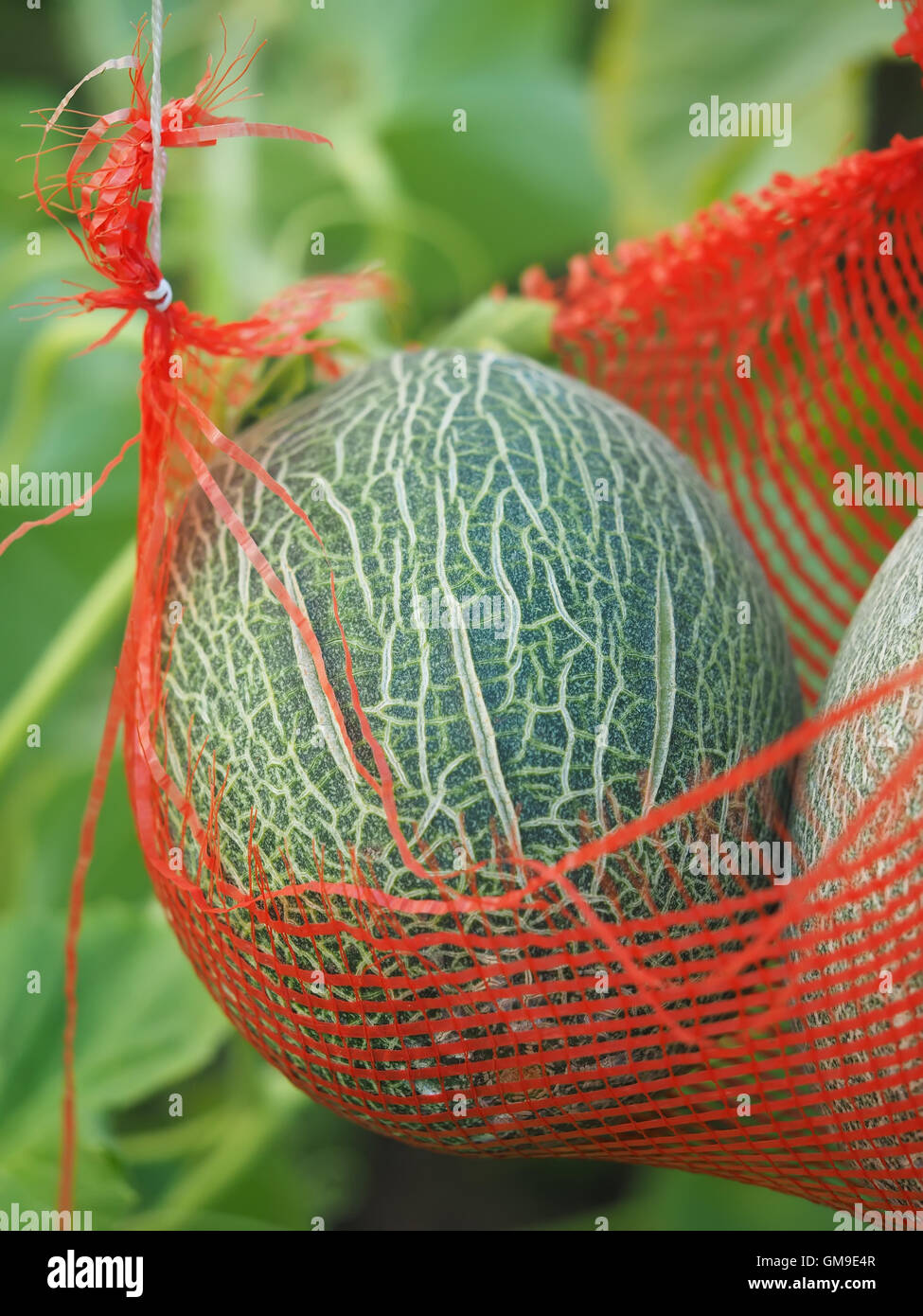 melons in the greenhouse Stock Photo - Alamy