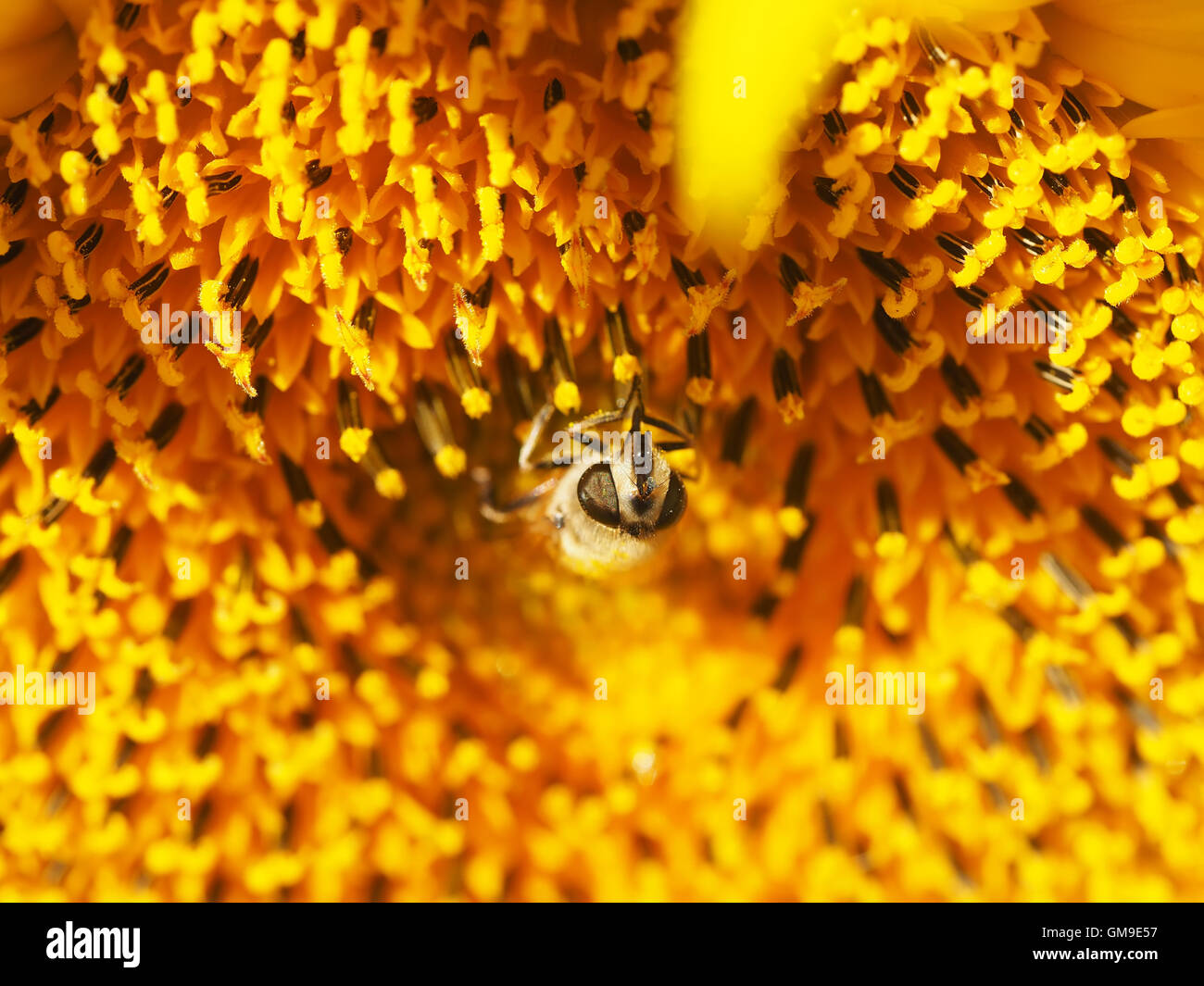 fly hoverfly on a sunflower Stock Photo - Alamy
