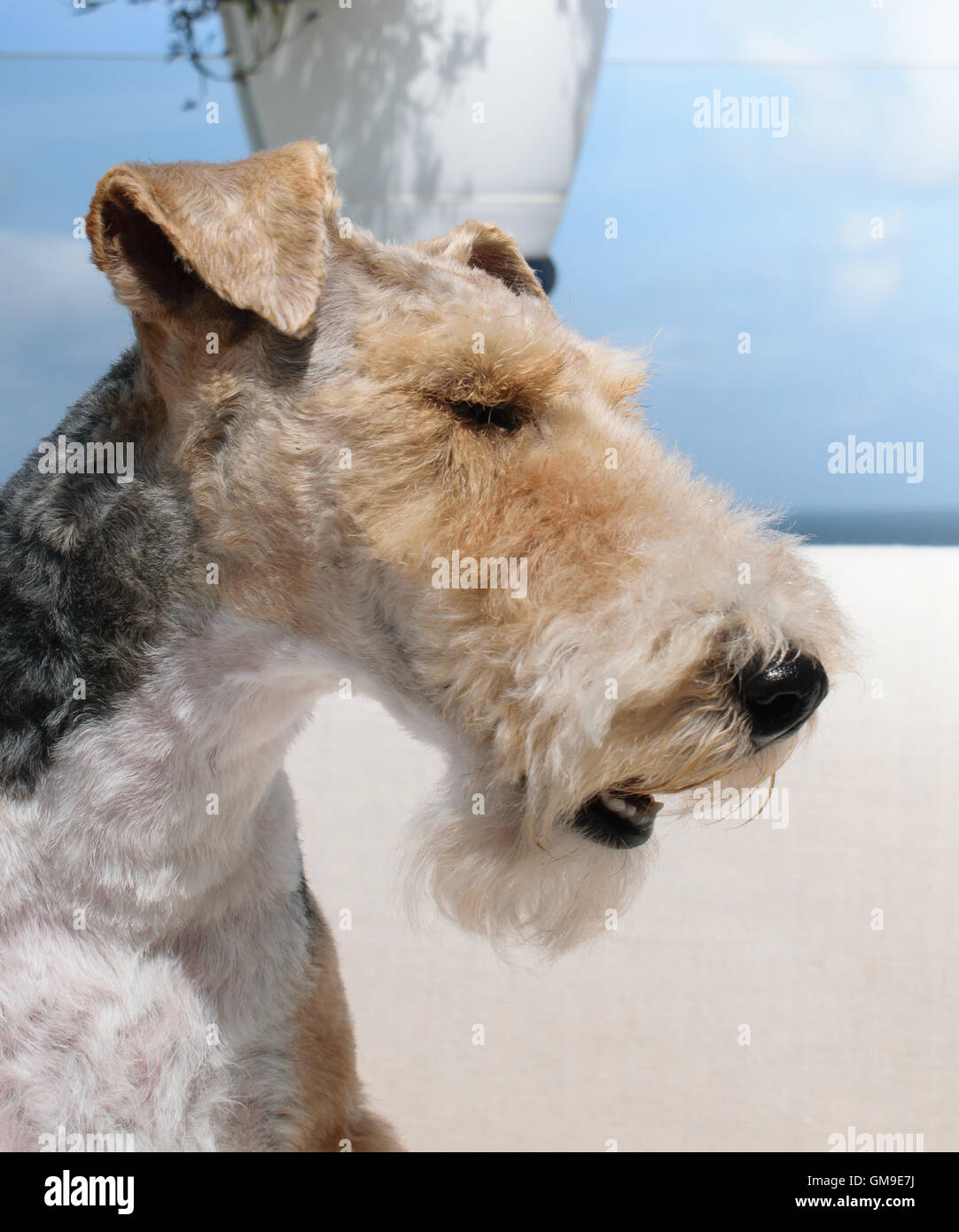 Wire fox terrier hi-res stock photography and images - Alamy
