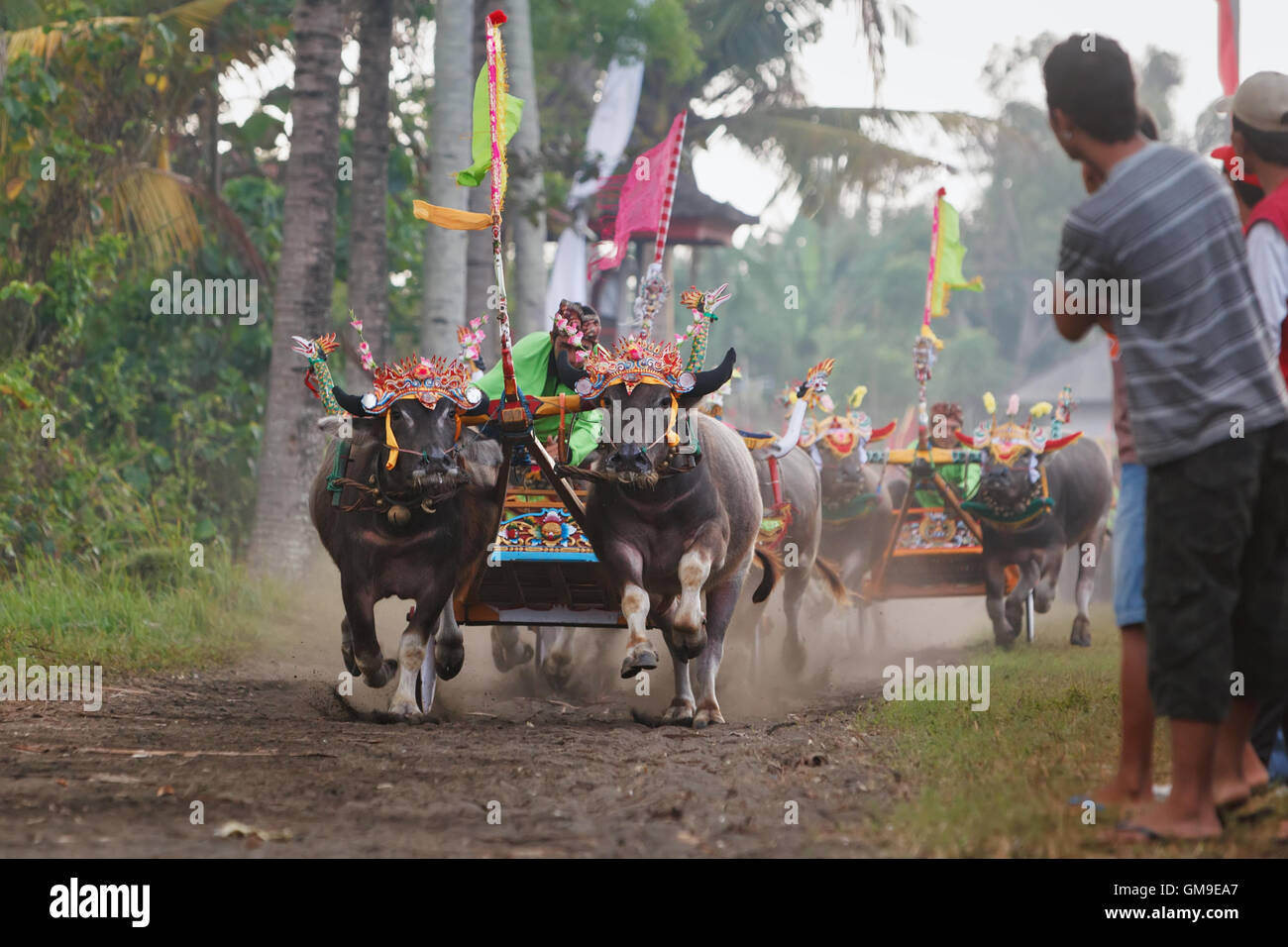Jembrana, Bali island, Indonesia - 29 July, 2012: Running bulls, in ...