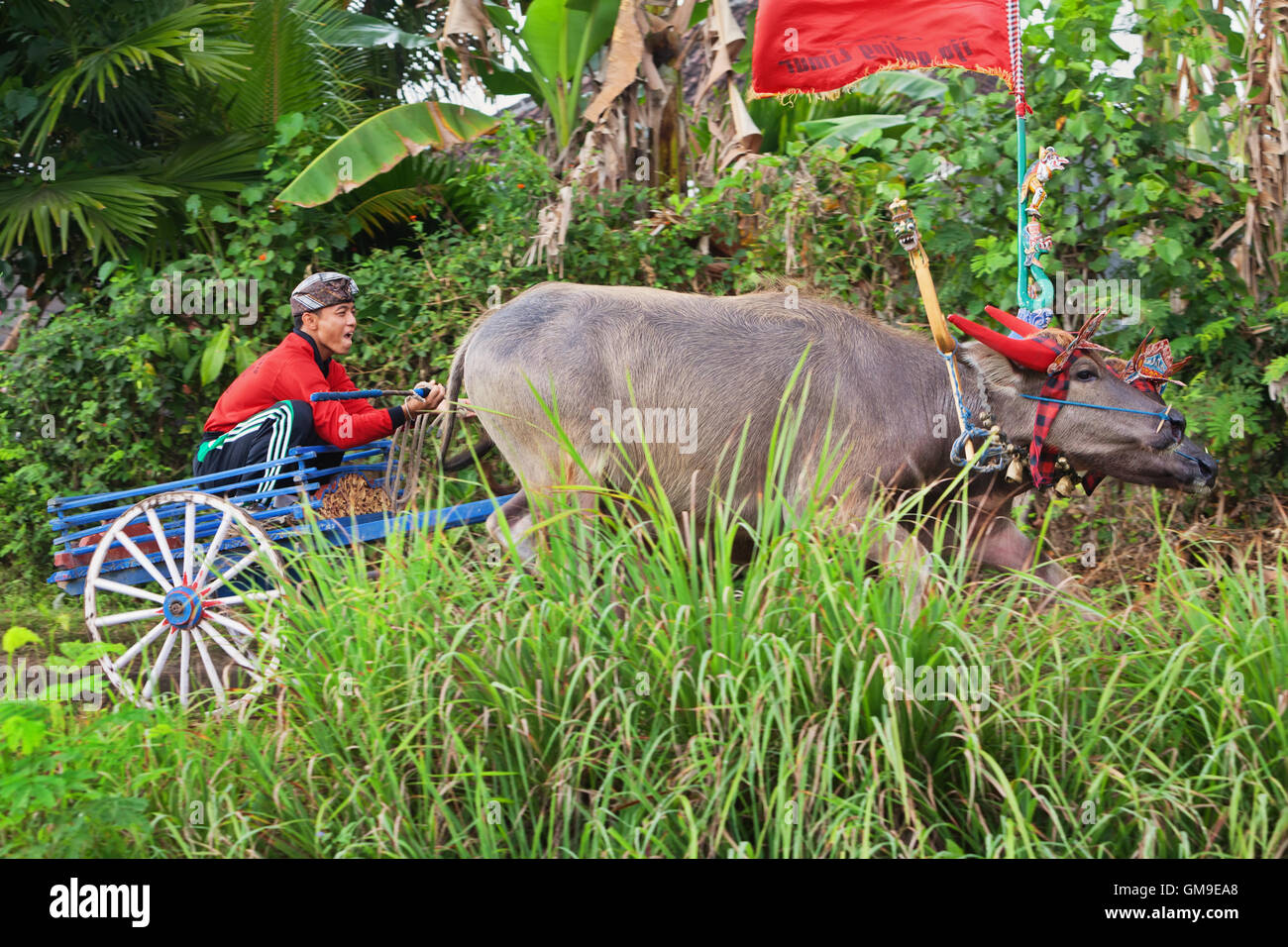 Balinese cattle hi-res stock photography and images - Alamy