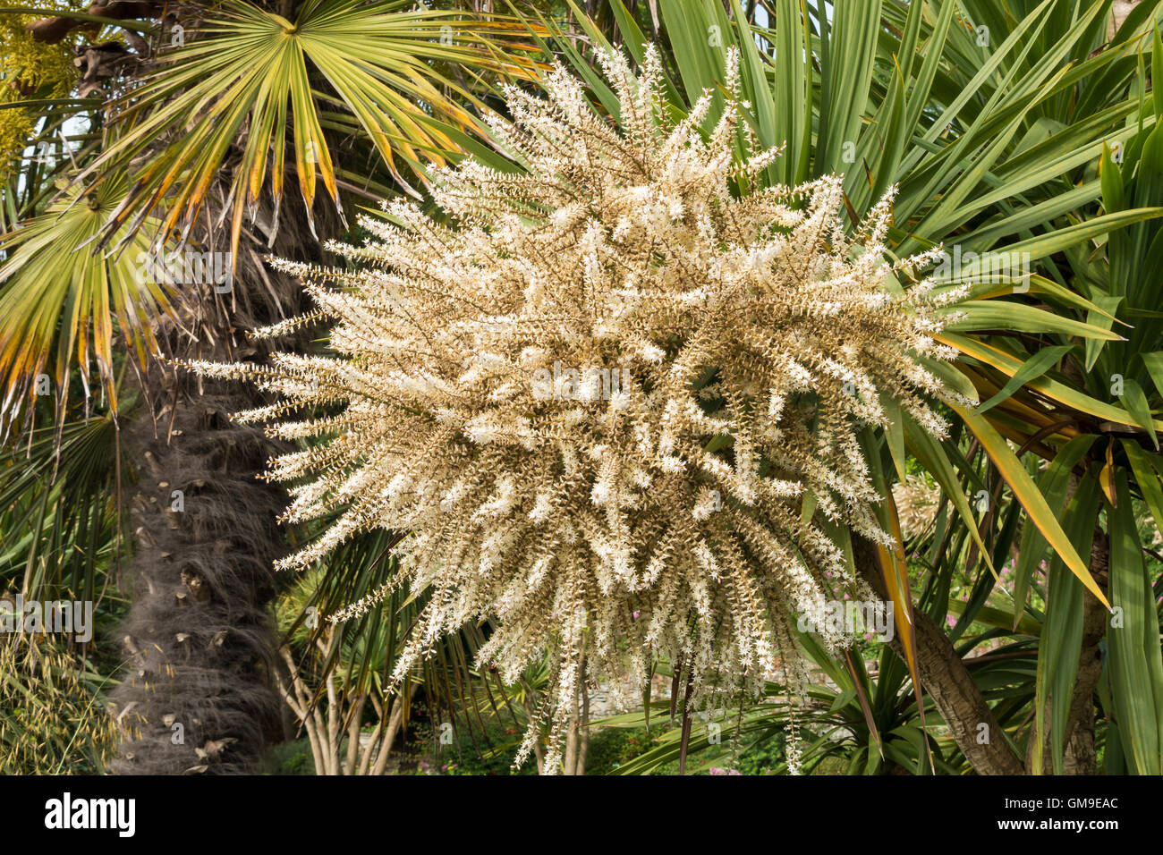 Palm tree flower hi-res stock photography and images - Alamy