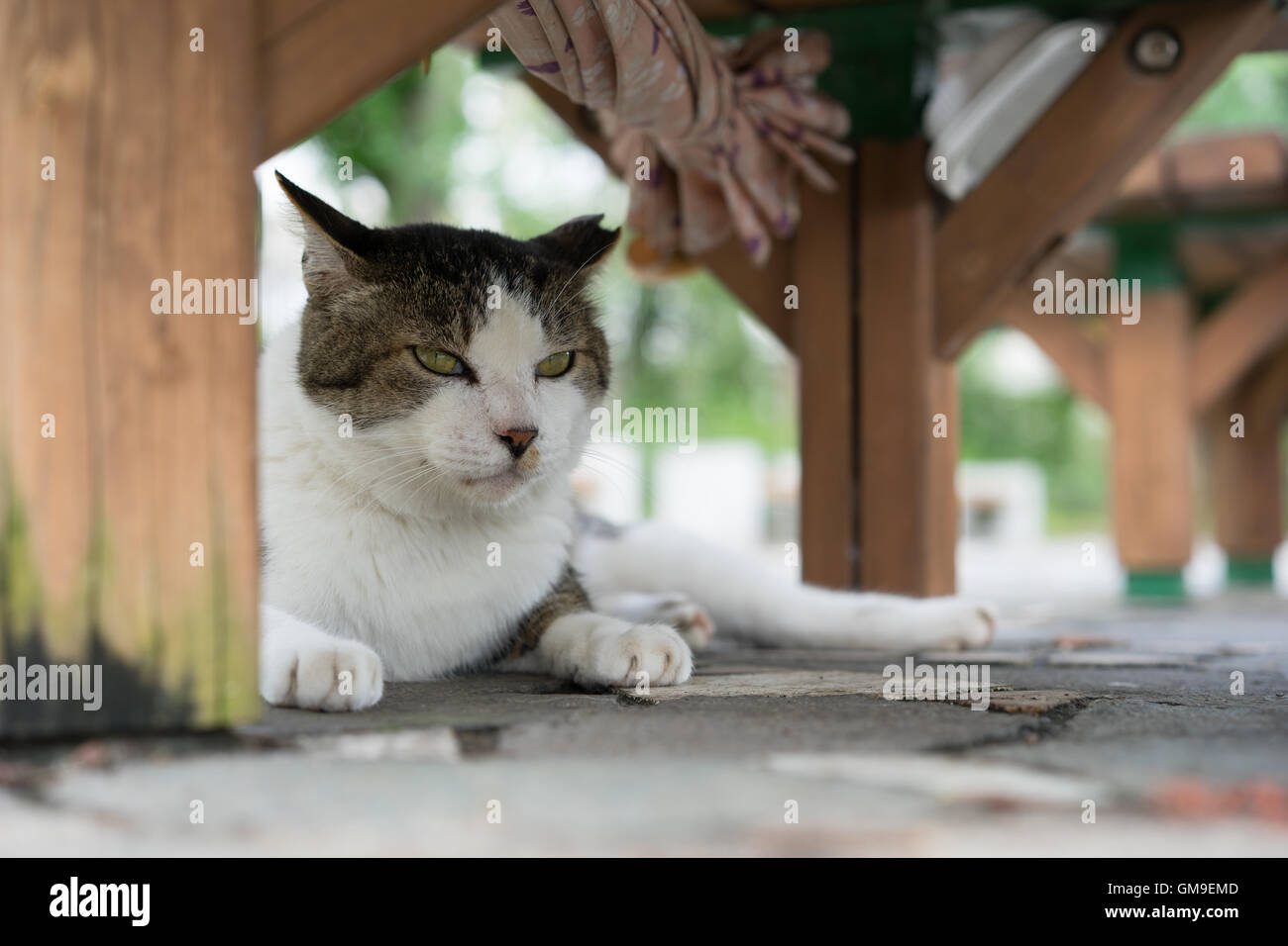 A cat hiding in shade from sunlight. Taken at Tokyo, Japan Stock Photo ...