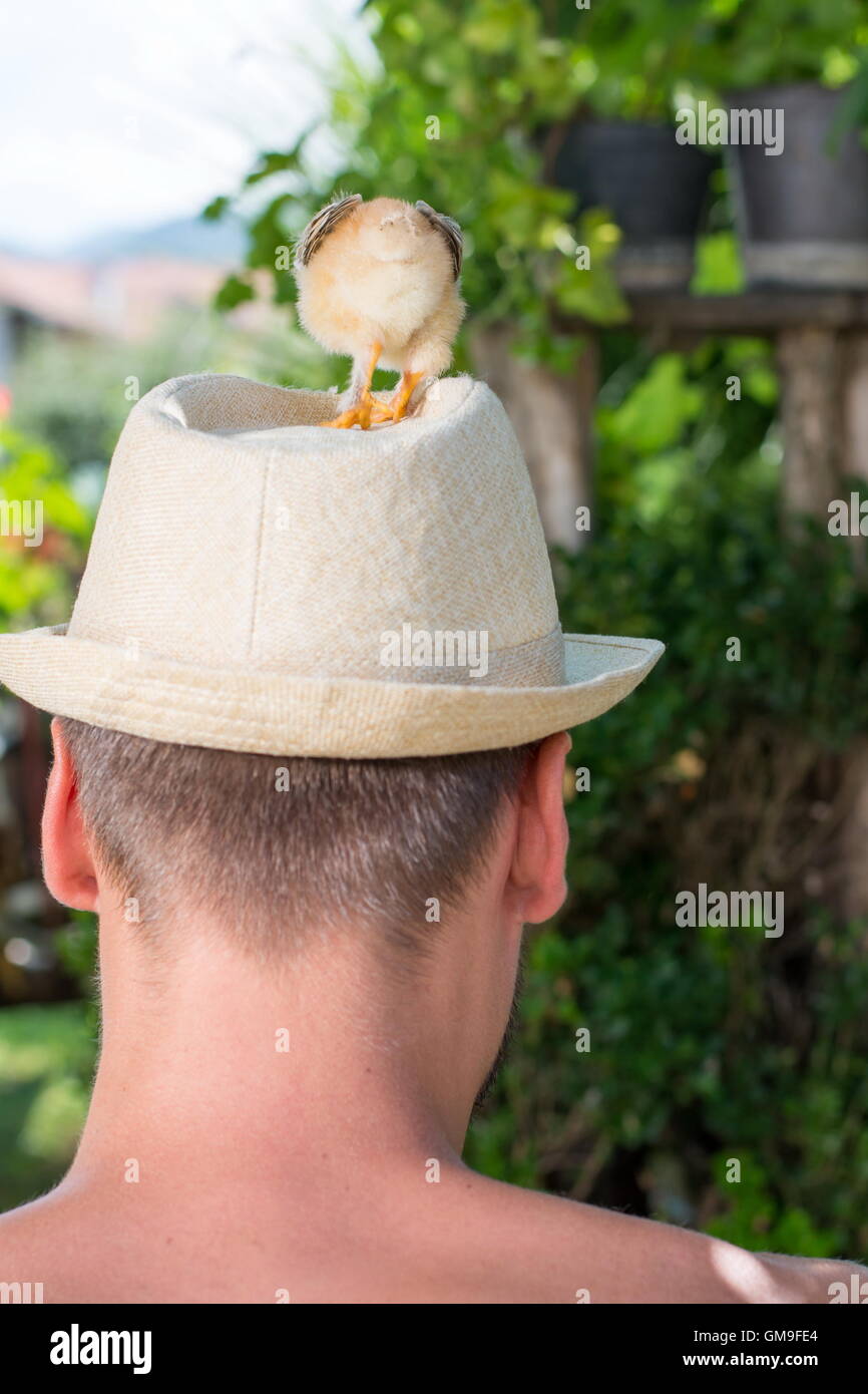Chicken man funny hi-res stock photography and images - Alamy
