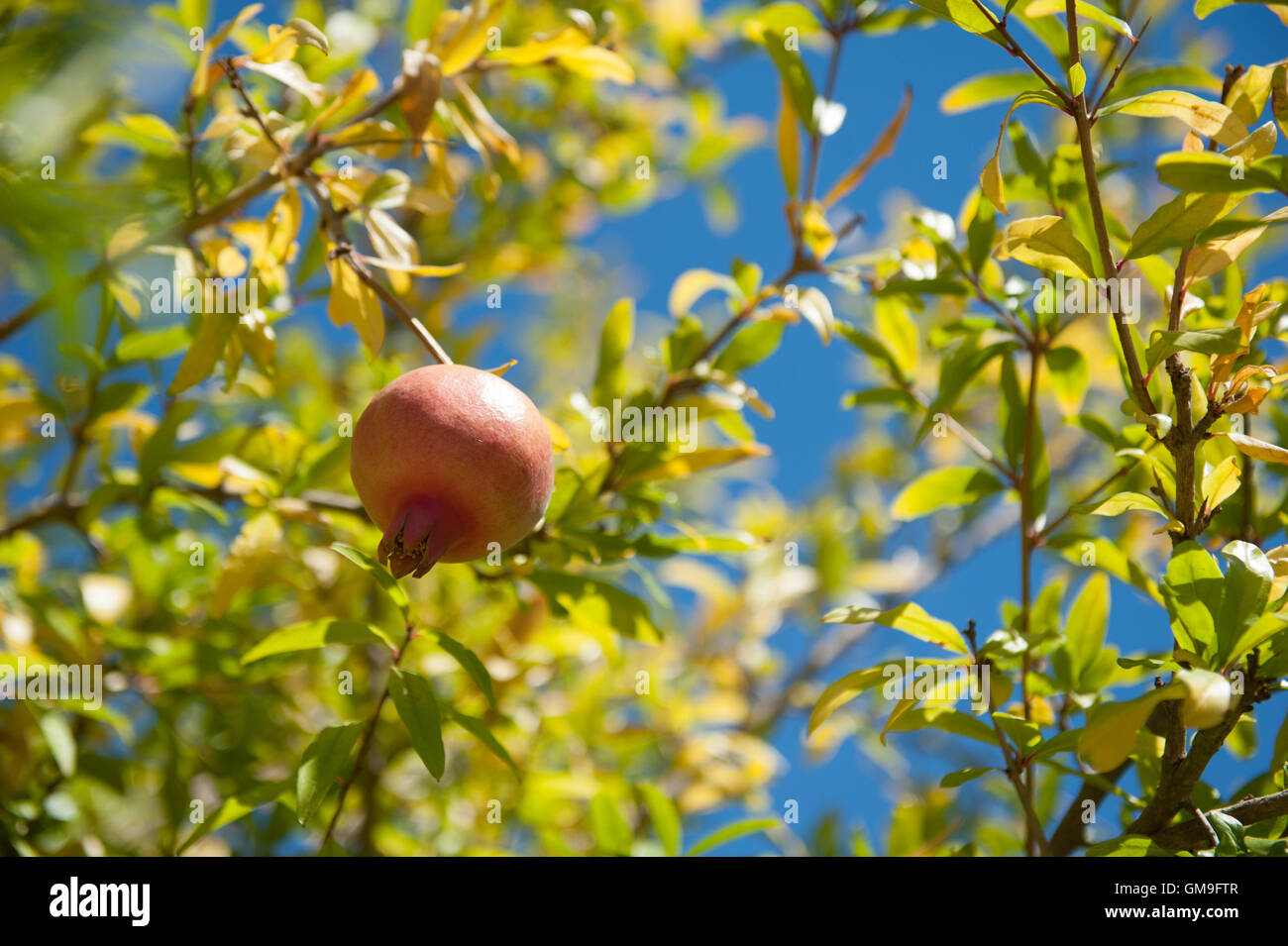 Pomegranate Tree Spiral Leaves