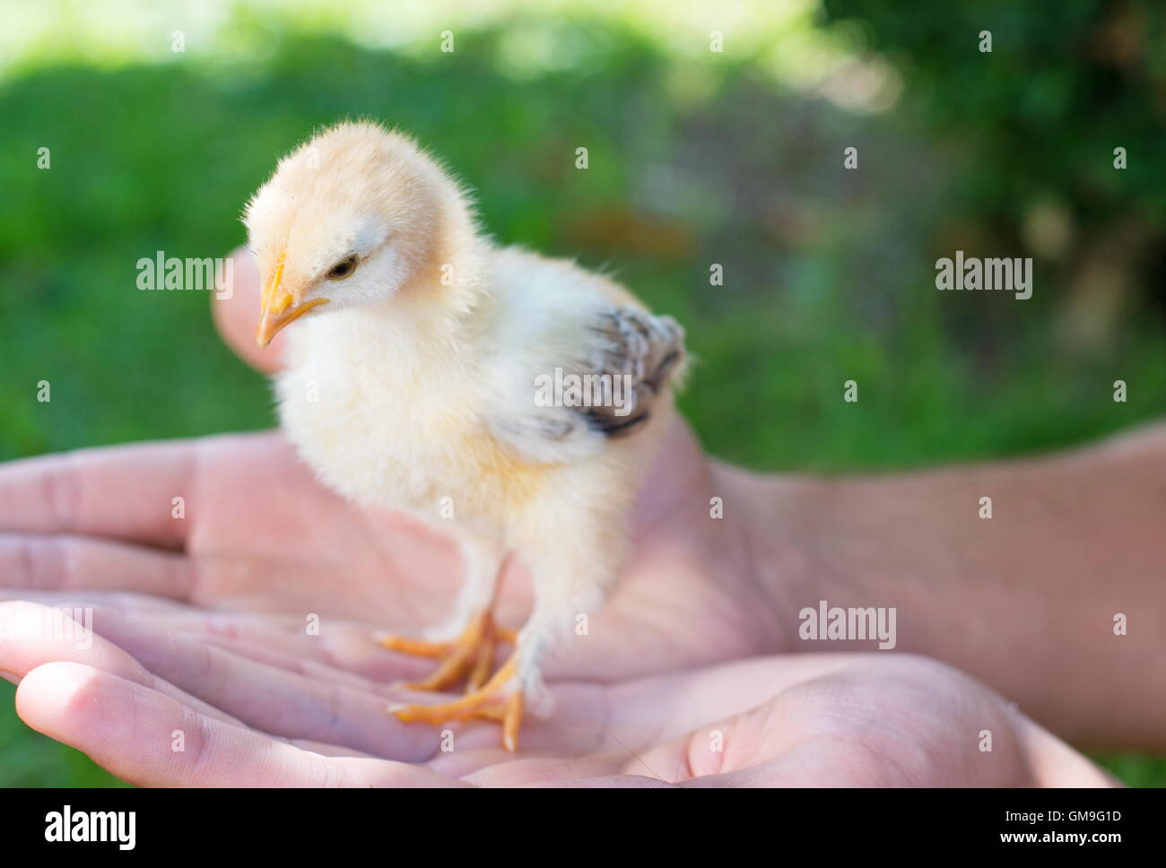 Baby chicken in persons hands. Support for new life Stock Photo - Alamy