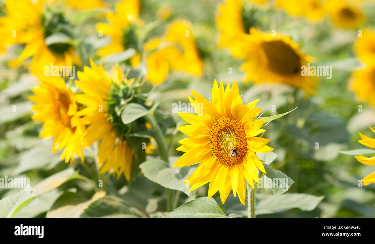 Earth sunflower hi-res stock photography and images - Alamy