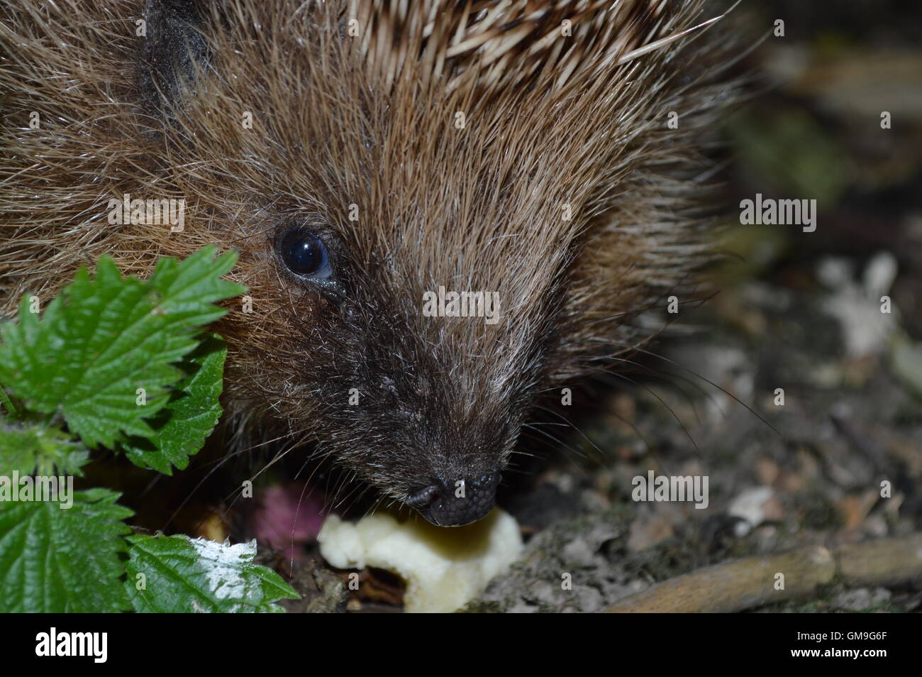 Hedgehog nose hi-res stock photography and images - Alamy