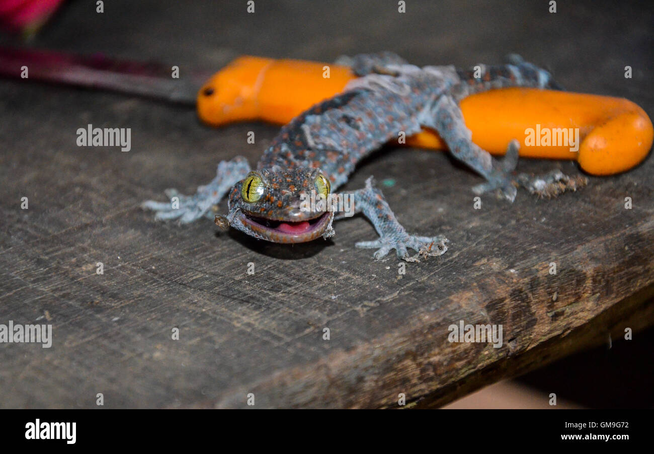 Molting lizard hi-res stock photography and images - Alamy