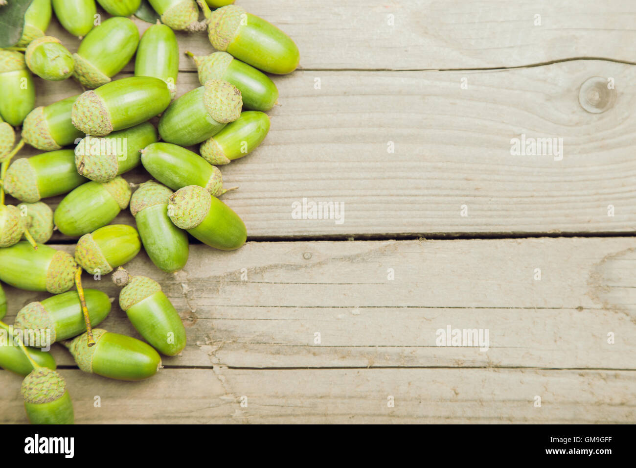 Pile of green fresh vivid shiny acorns on a wooden table, rustic autumn ...