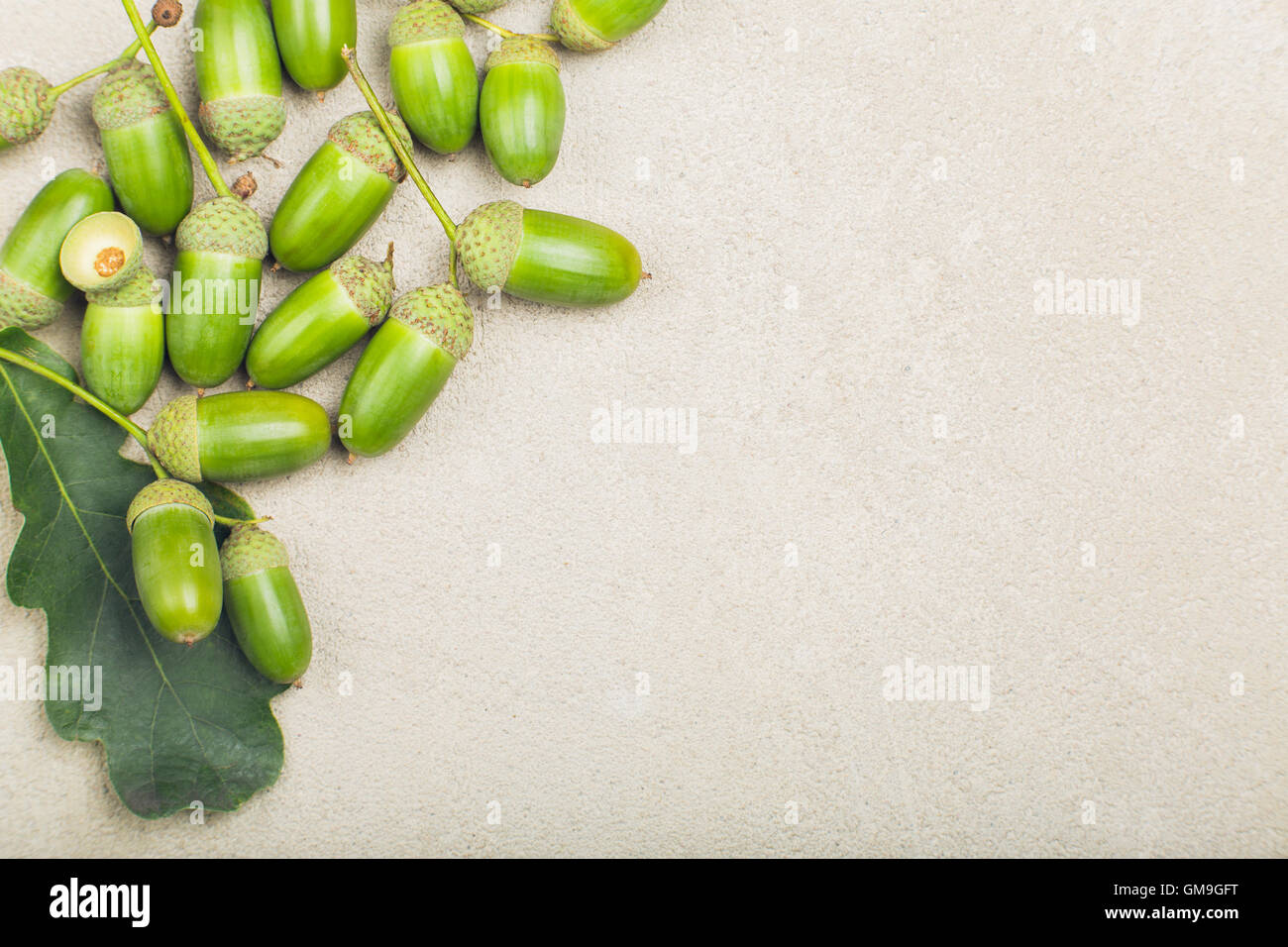 Pile of green fresh vivid shiny acorns with oak leaf on grey table ...