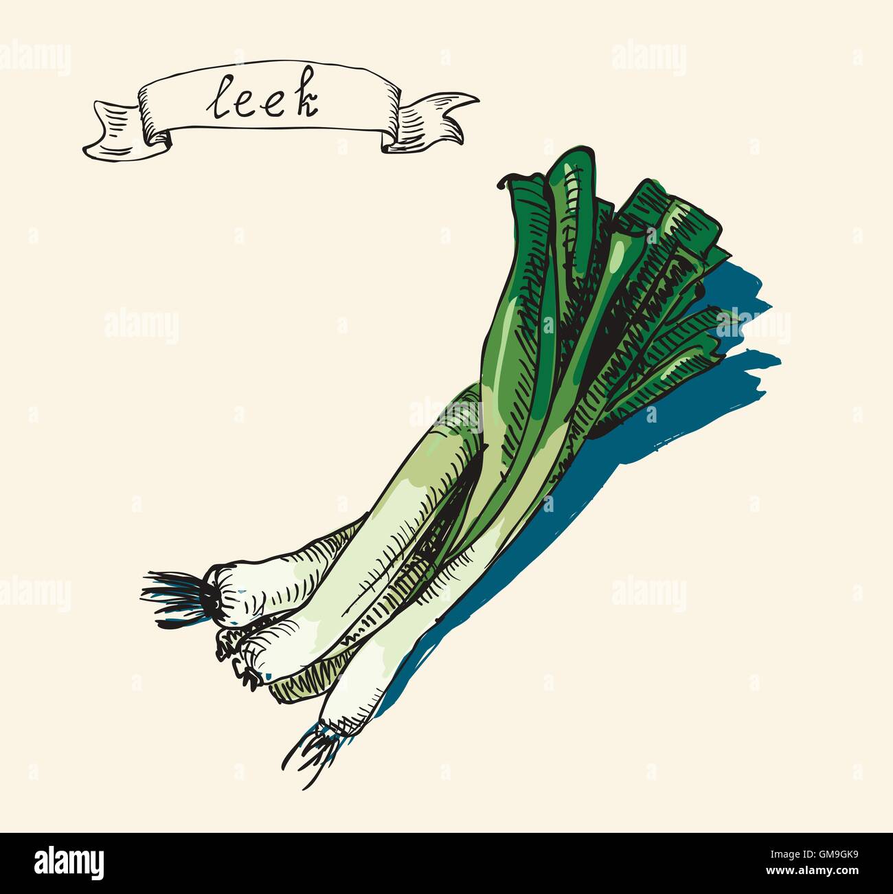 hand drawn vintage illustration of leek Stock Vector Image & Art - Alamy