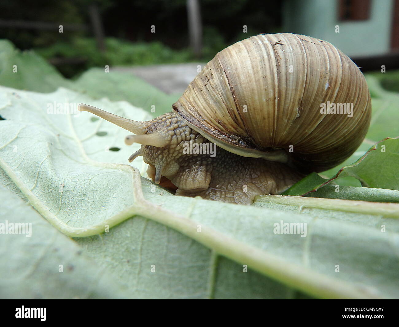 Snail with house, snail Stock Photo - Alamy