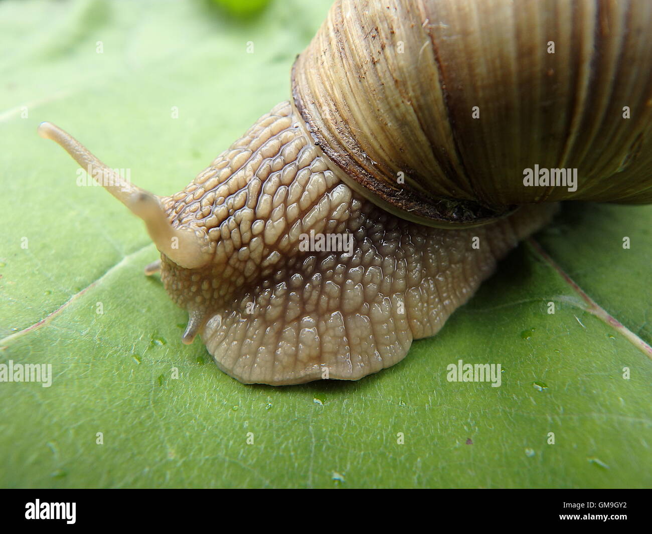 Snail with house, snail Stock Photo - Alamy