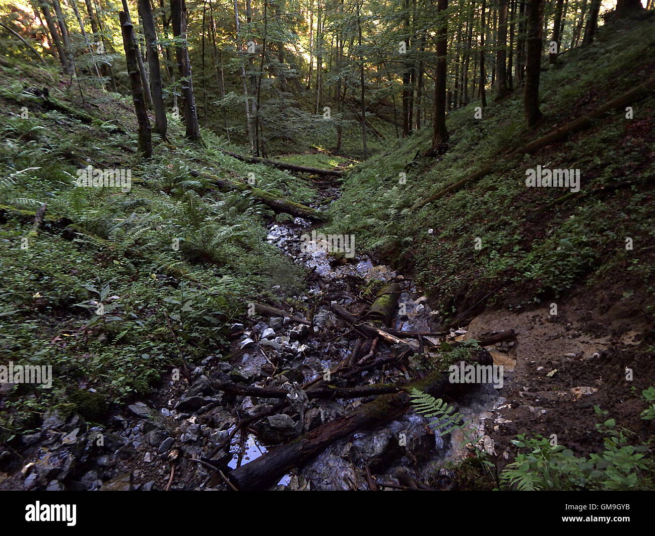 stream, brook, creek Stock Photo - Alamy