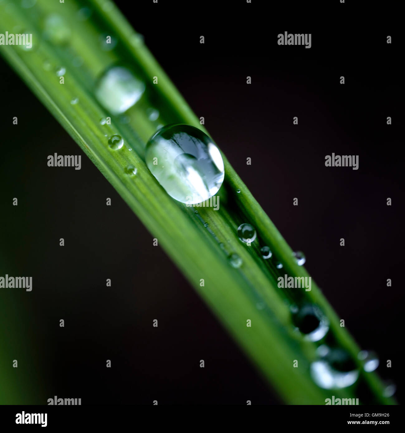 Drops dew grass hi-res stock photography and images - Alamy