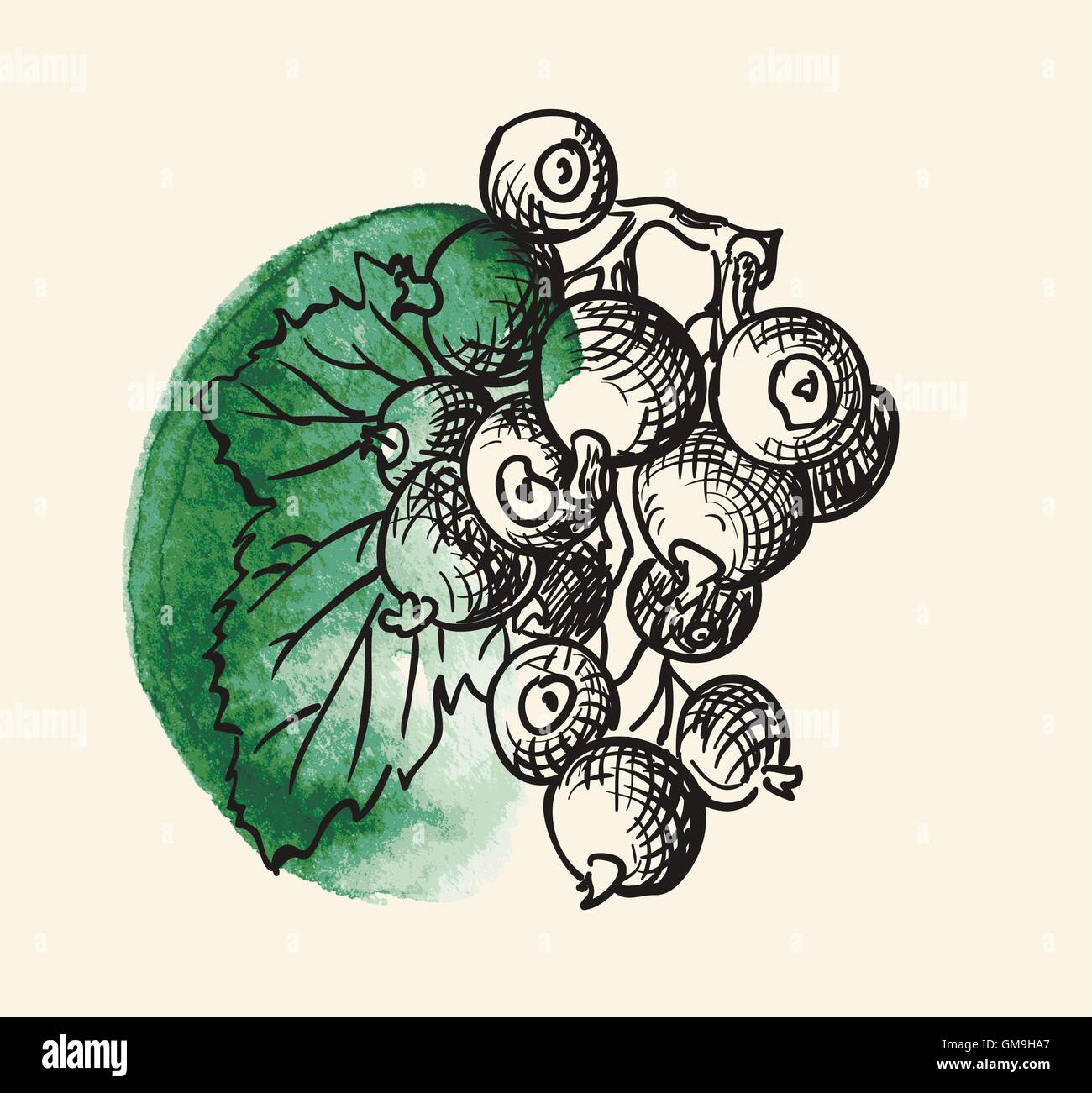 Vector illustration of blackcurrant Stock Vector Image & Art - Alamy