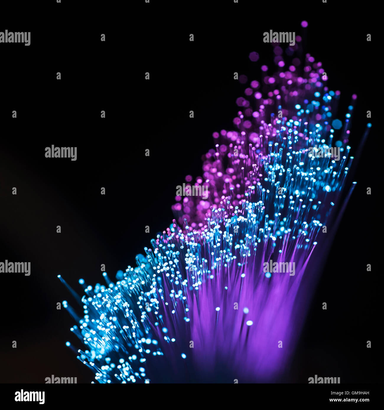 Bunch of glowing blue and purple fiber optic cables Stock Photo - Alamy