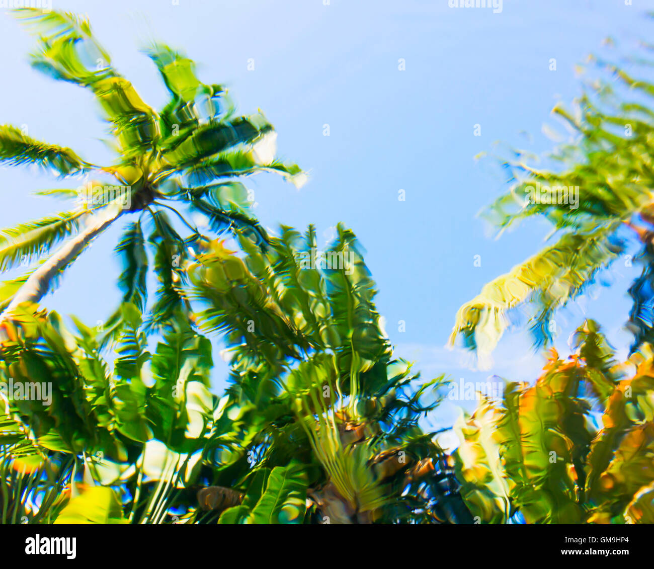 Underwater view of palm trees against clear sky Stock Photo - Alamy