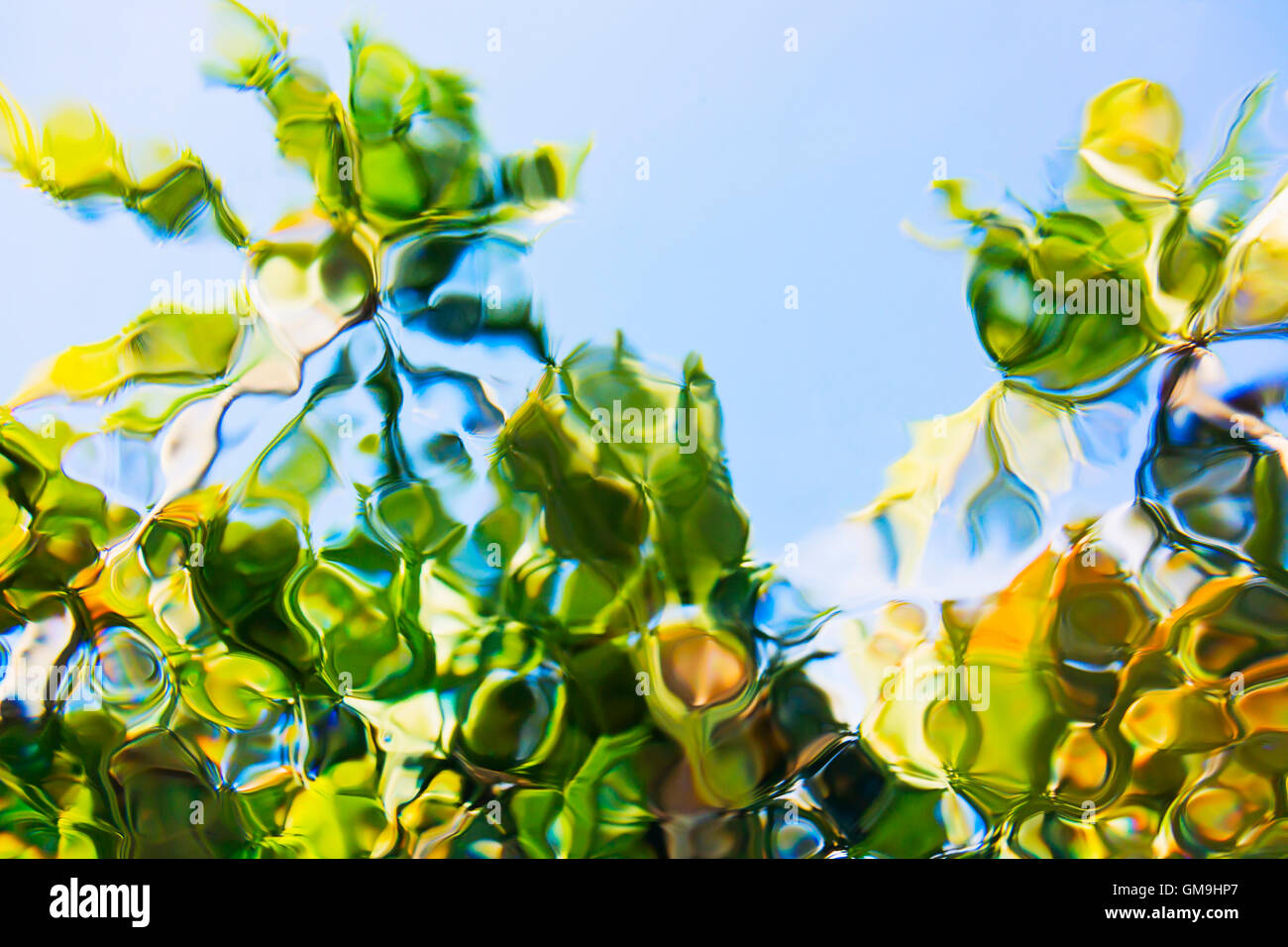 Underwater view of palm trees against clear sky Stock Photo - Alamy