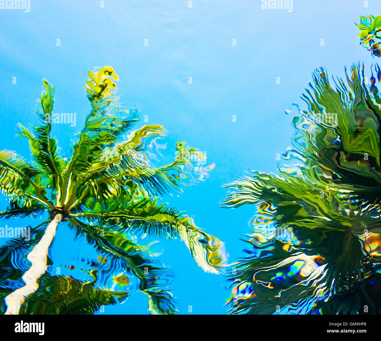 Underwater view of palm trees against clear sky Stock Photo - Alamy