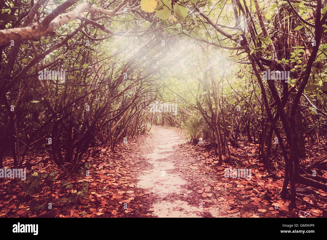 Footpath in forest Stock Photo - Alamy