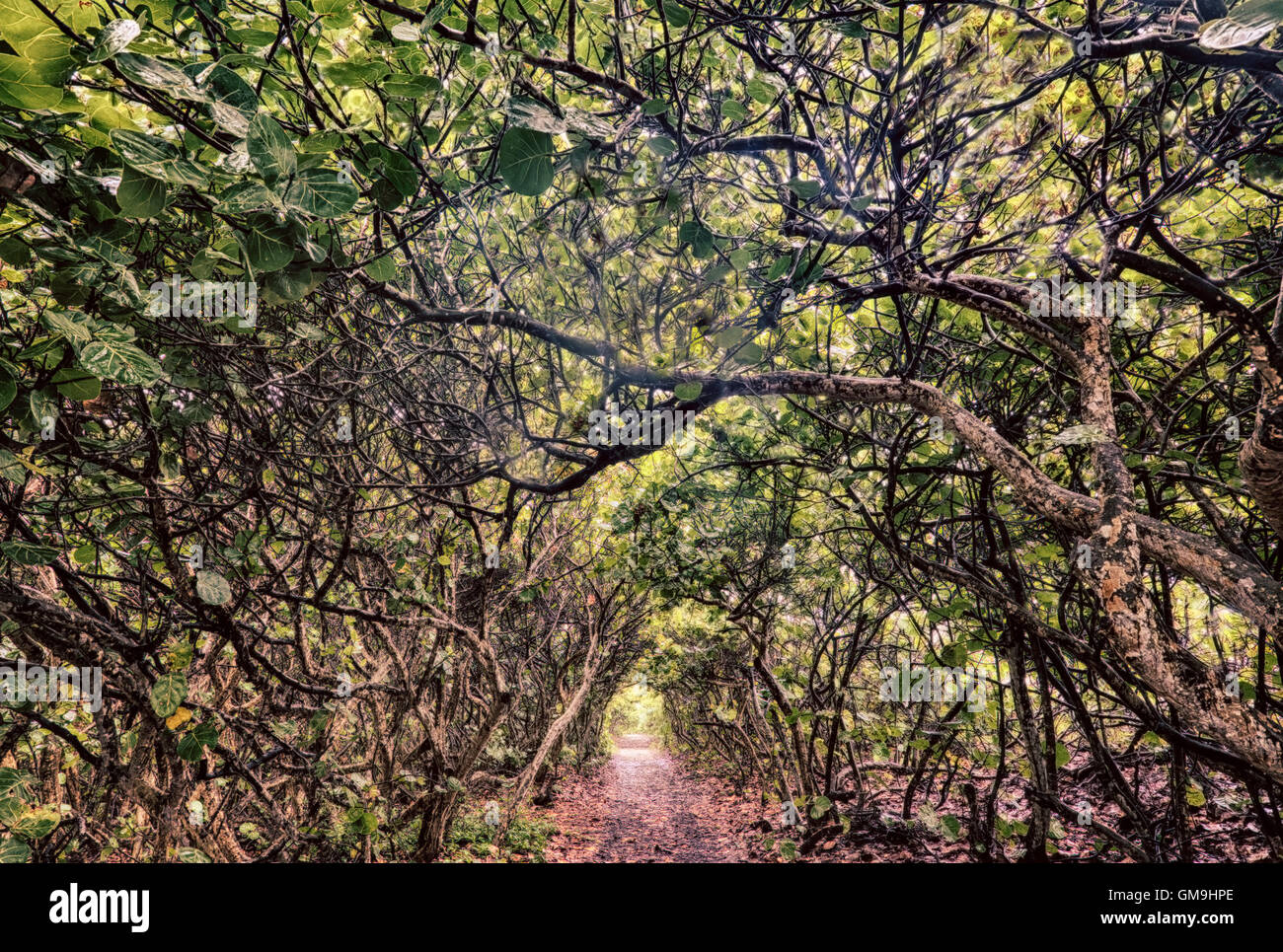Footpath in forest Stock Photo - Alamy