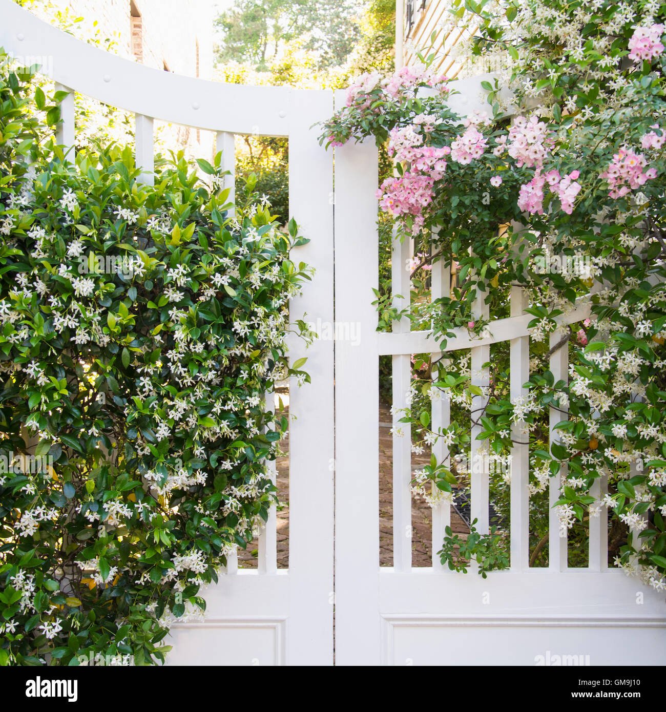 Carolina jasmine hi-res stock photography and images - Alamy
