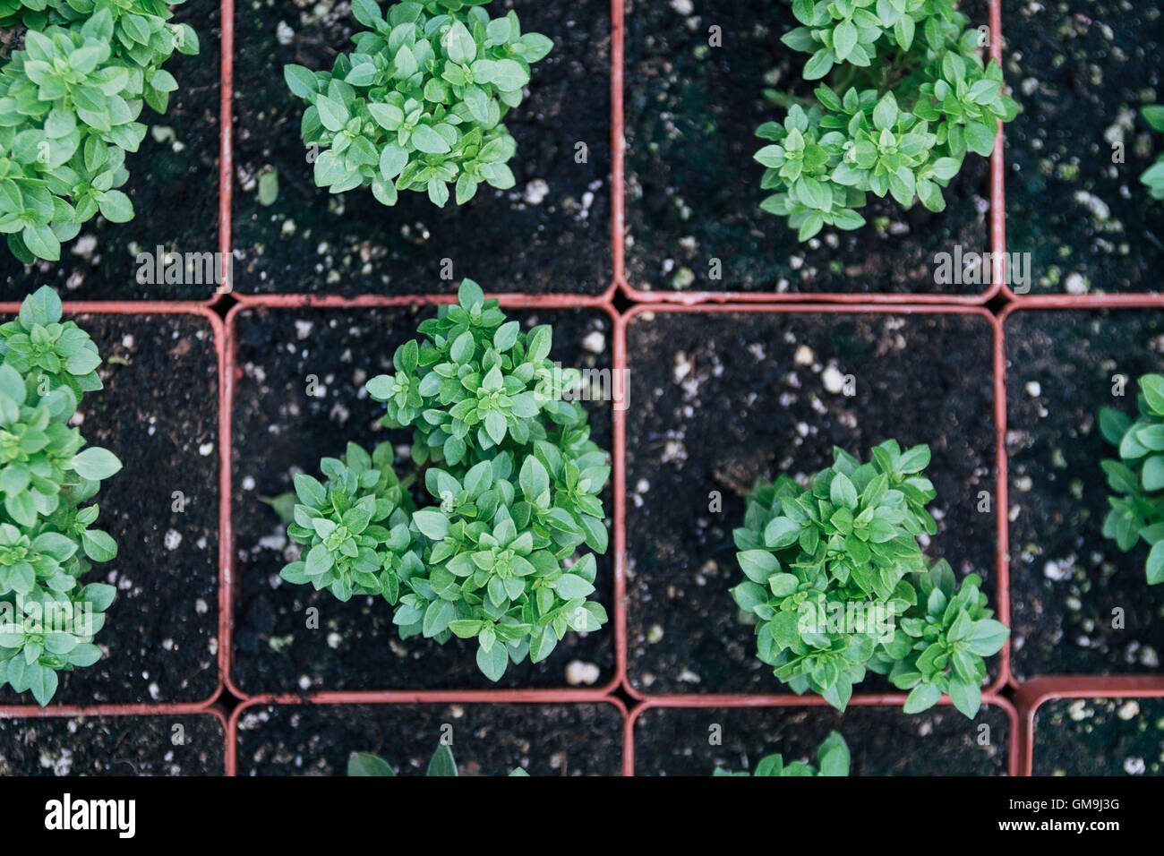 Flower pots in row hi-res stock photography and images - Alamy