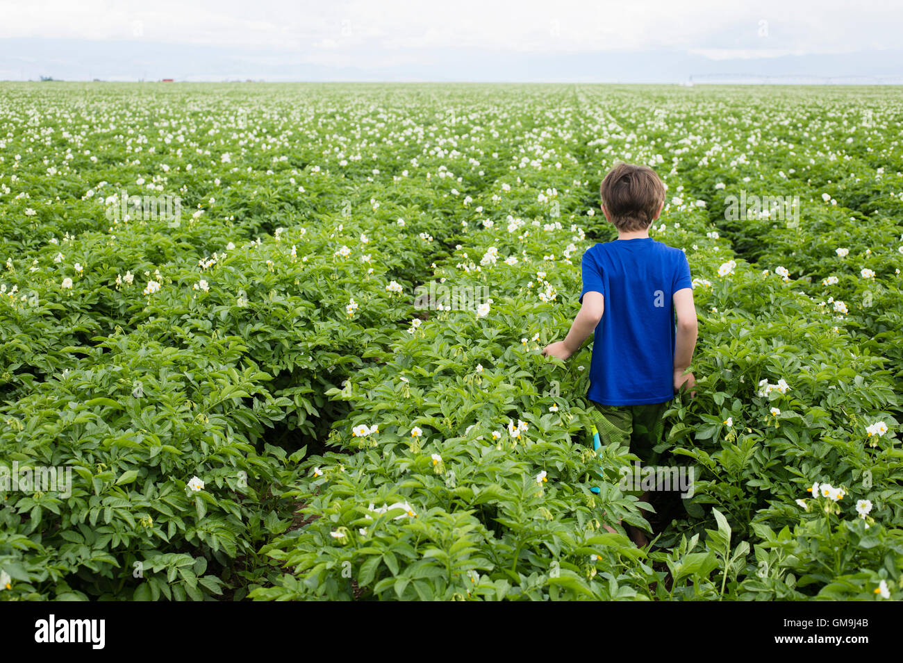 Child in field cloud hi-res stock photography and images - Alamy