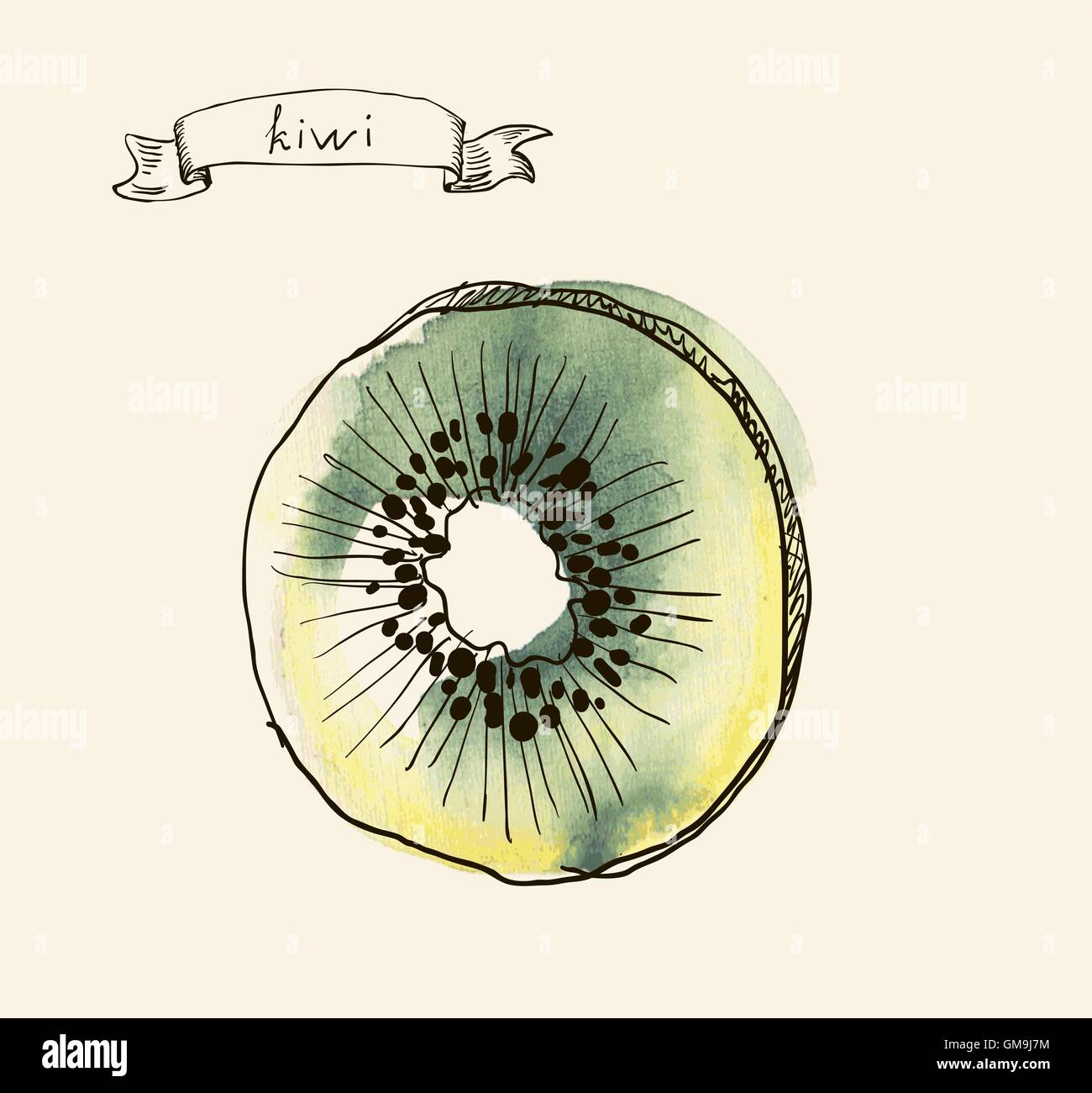 Cut kiwi fruit and whole kiwi isolated on white Stock Vector Image ...