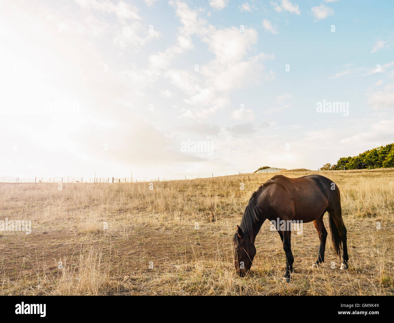 Australia, Brown horse grazing in grass Stock Photo - Alamy