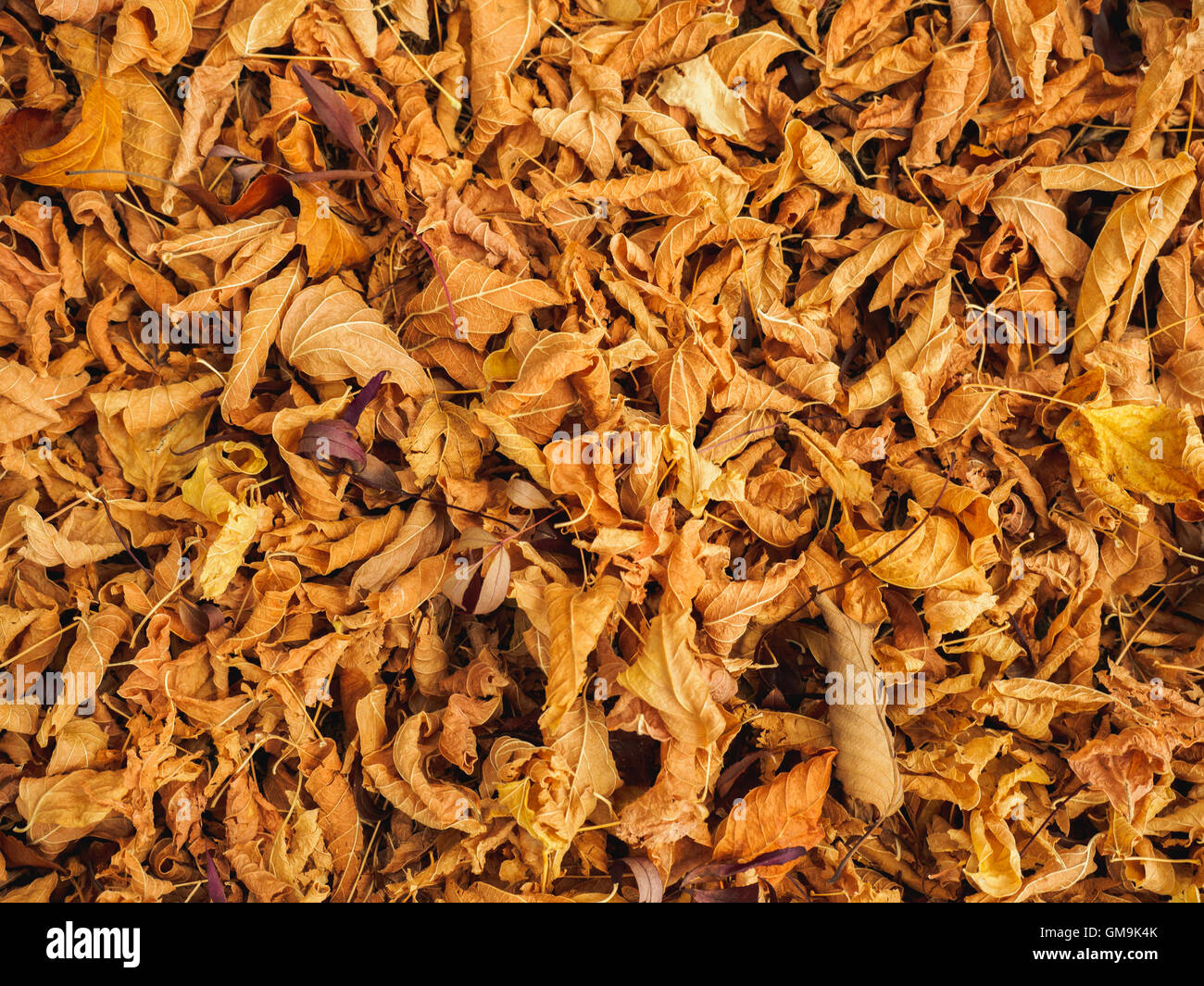 Overhead leaves hi-res stock photography and images - Alamy
