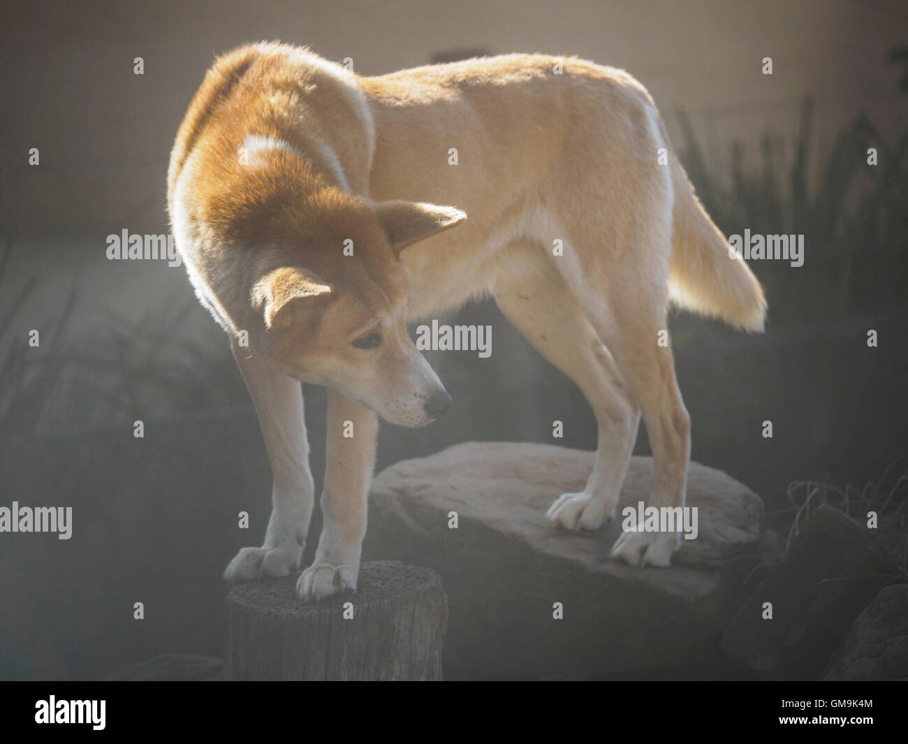 Dingo standing hi-res stock photography and images - Alamy
