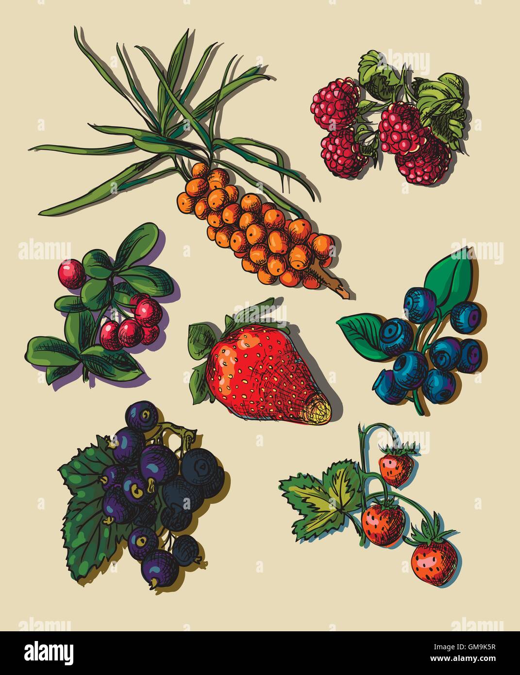 Illustration set of berries Stock Vector Image & Art - Alamy