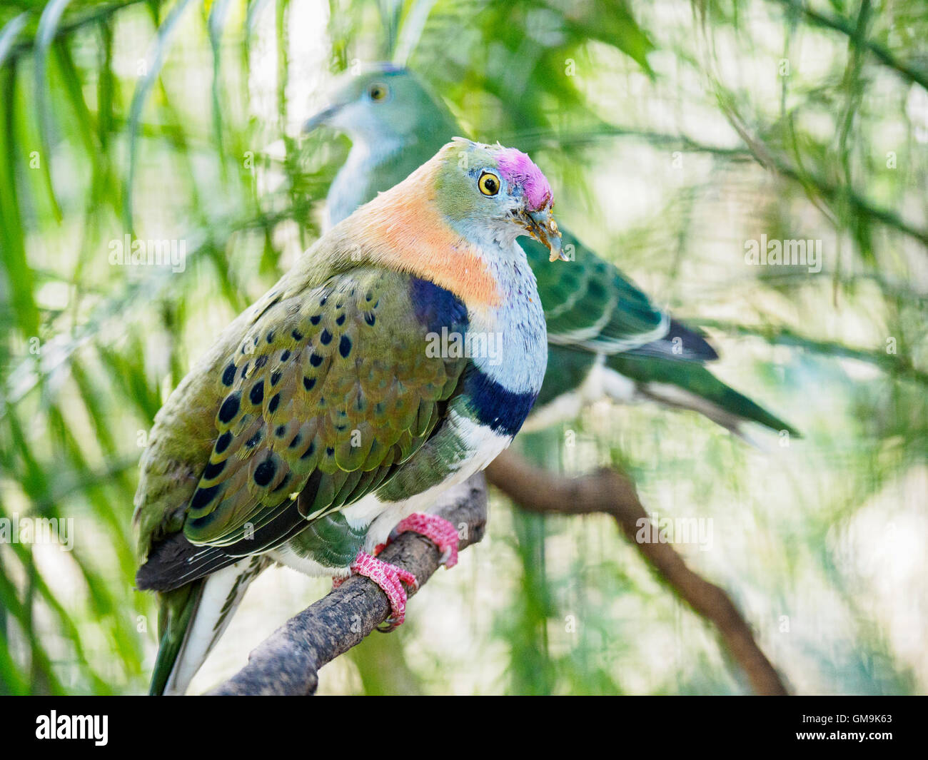 Fruit dove hi-res stock photography and images - Alamy