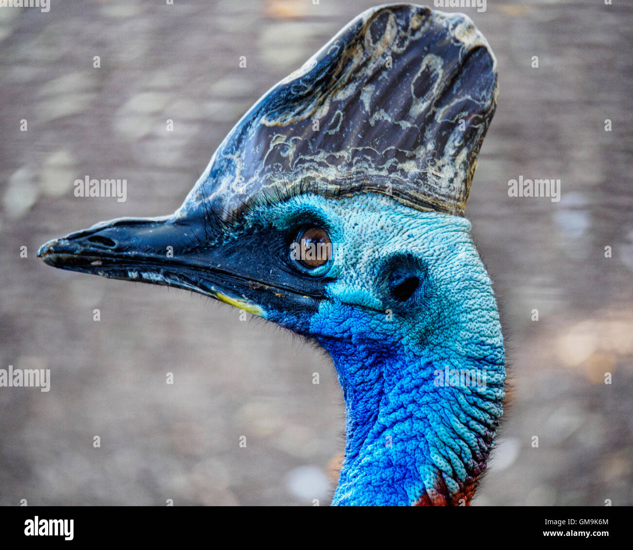 Casuarius hi-res stock photography and images - Alamy