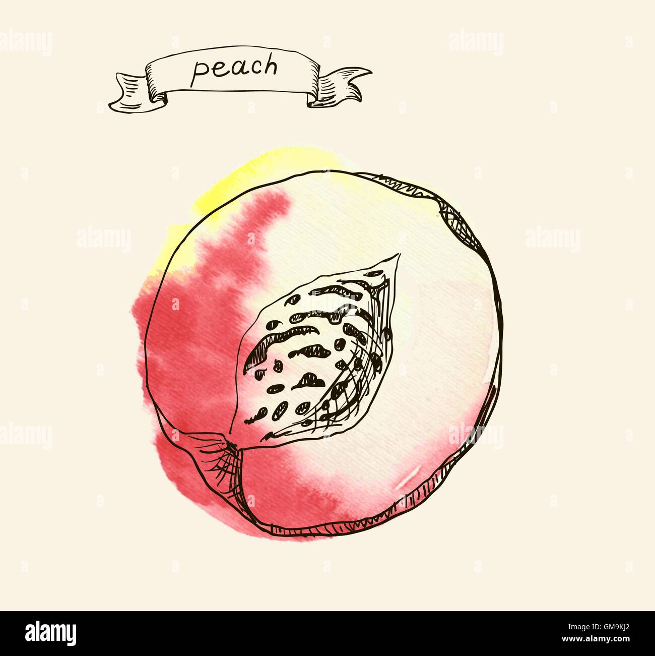 Peach vector illustration Stock Vector Image & Art - Alamy