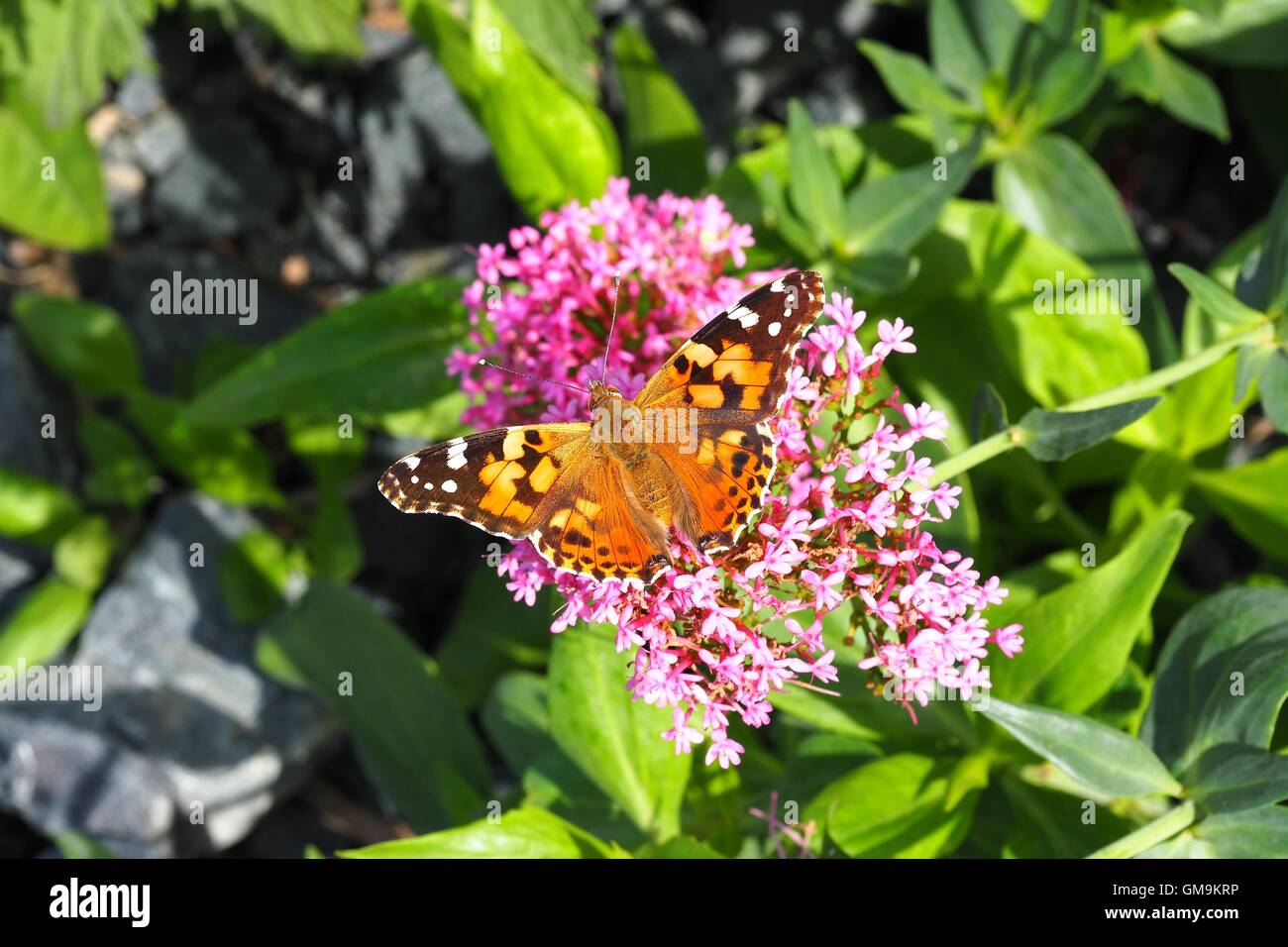 painted lady on valerian Stock Photo - Alamy