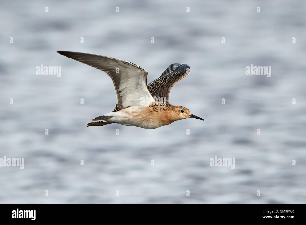 Ruff in flight with blue water in the background Stock Photo - Alamy