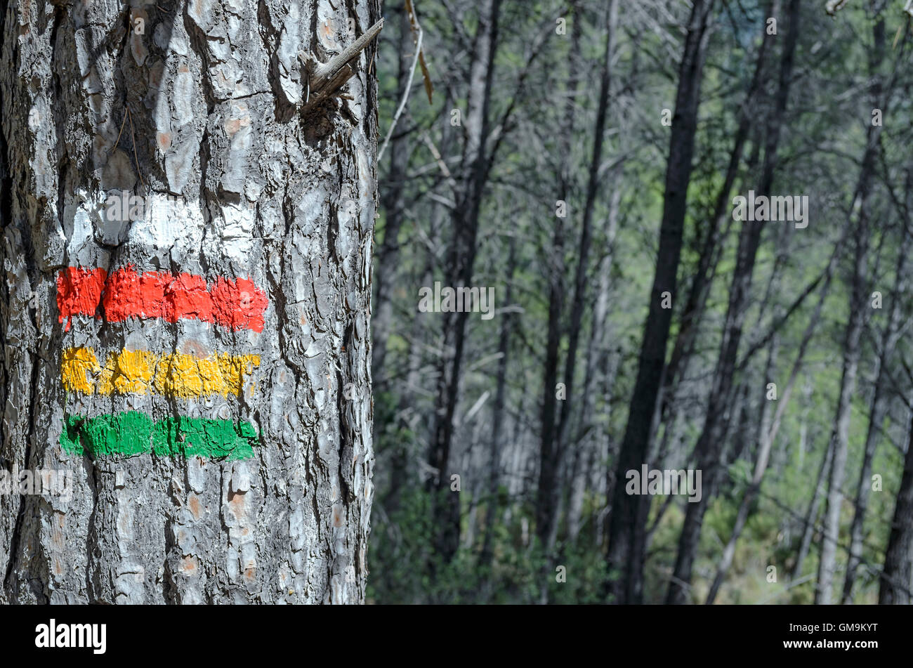 Hiking through the forest. Mark on the trunk of a pine tree to indicate ...