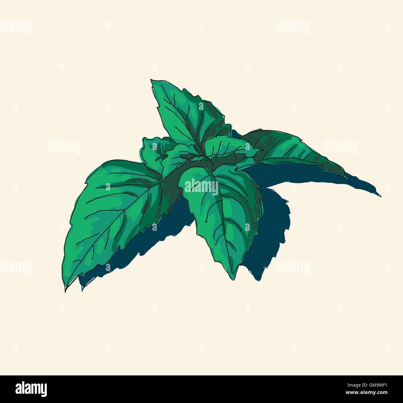 Bunch of fresh mint Stock Vector Images - Alamy