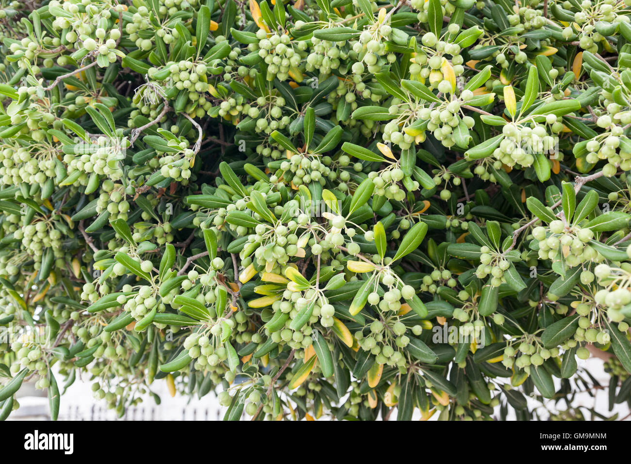 Close up of many olives on an Olive Tree in Corfu, Ionian Island, Greek ...