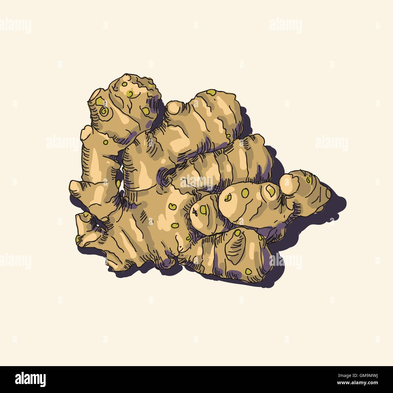 Bud cook Stock Vector Images - Alamy