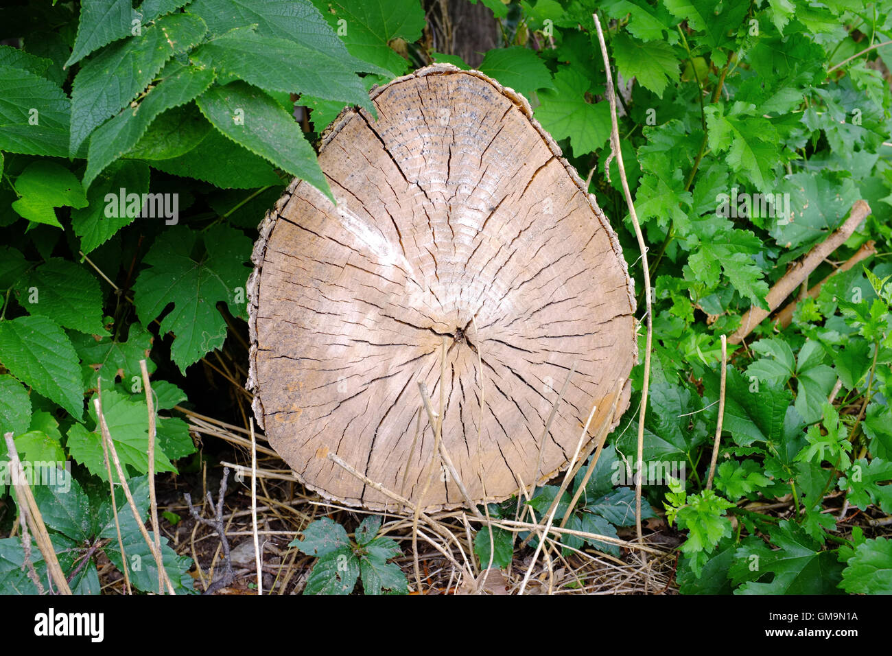 The patterns in a tree trunk that has been cut in half Stock Photo - Alamy